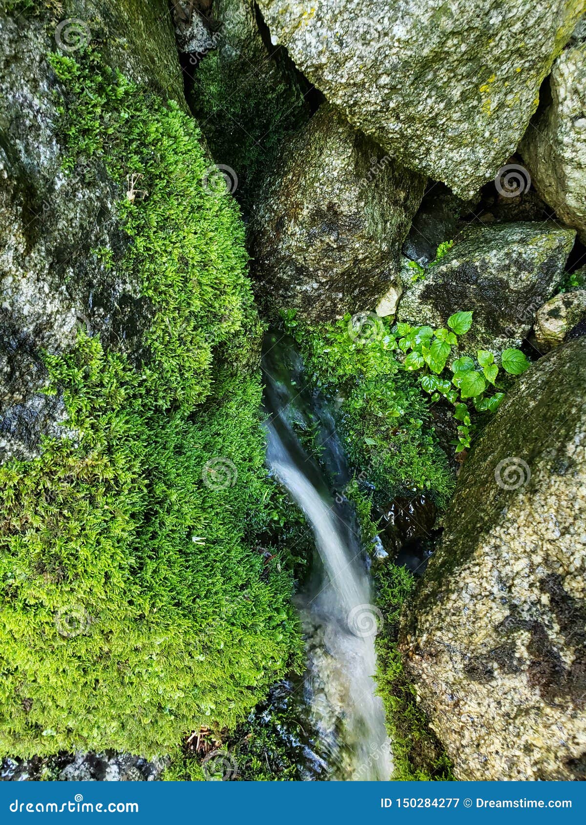 Moss covered stream stock image. Image of water, little - 150284277