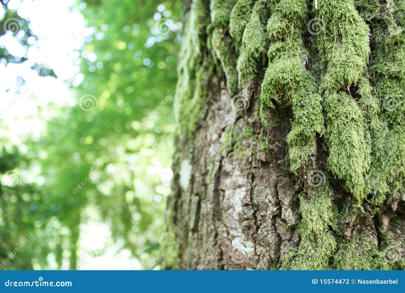 Moss covered tree stock photo. Image of fairy, portugal - 15574472