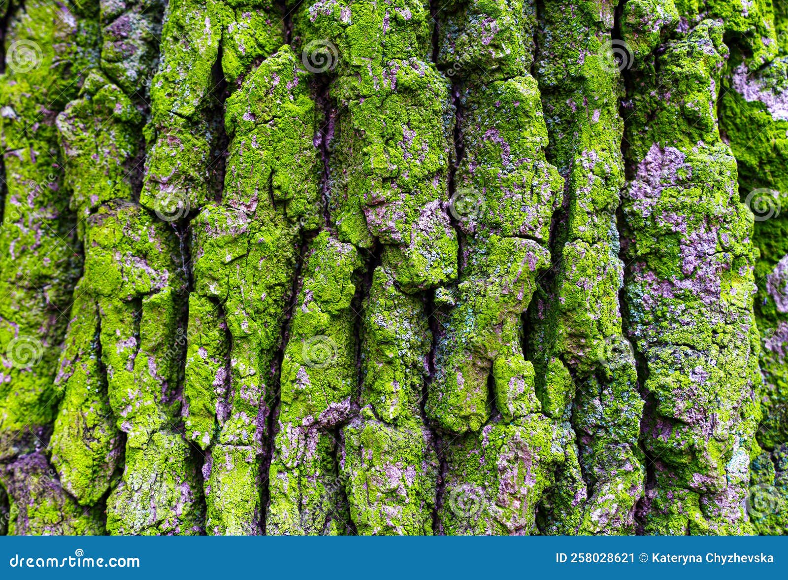 Tree Bark Covered with Moss Stock Image - Image of timber, environment ...