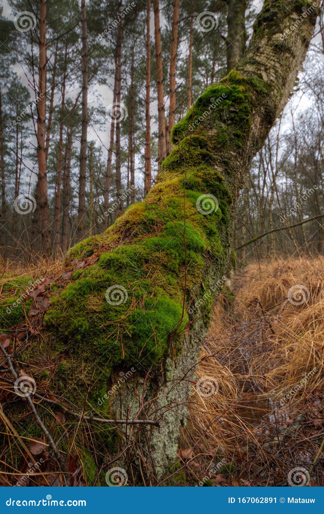 Moss covered tree stock illustration. Illustration of betula - 167062891