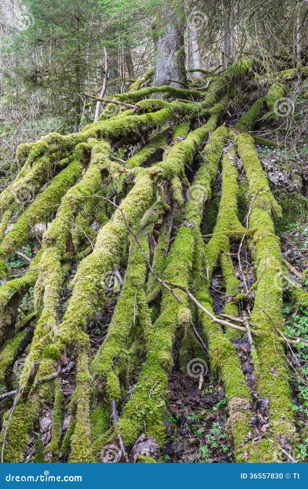 Moss covered tree branches stock photo. Image of nonurban - 36557830