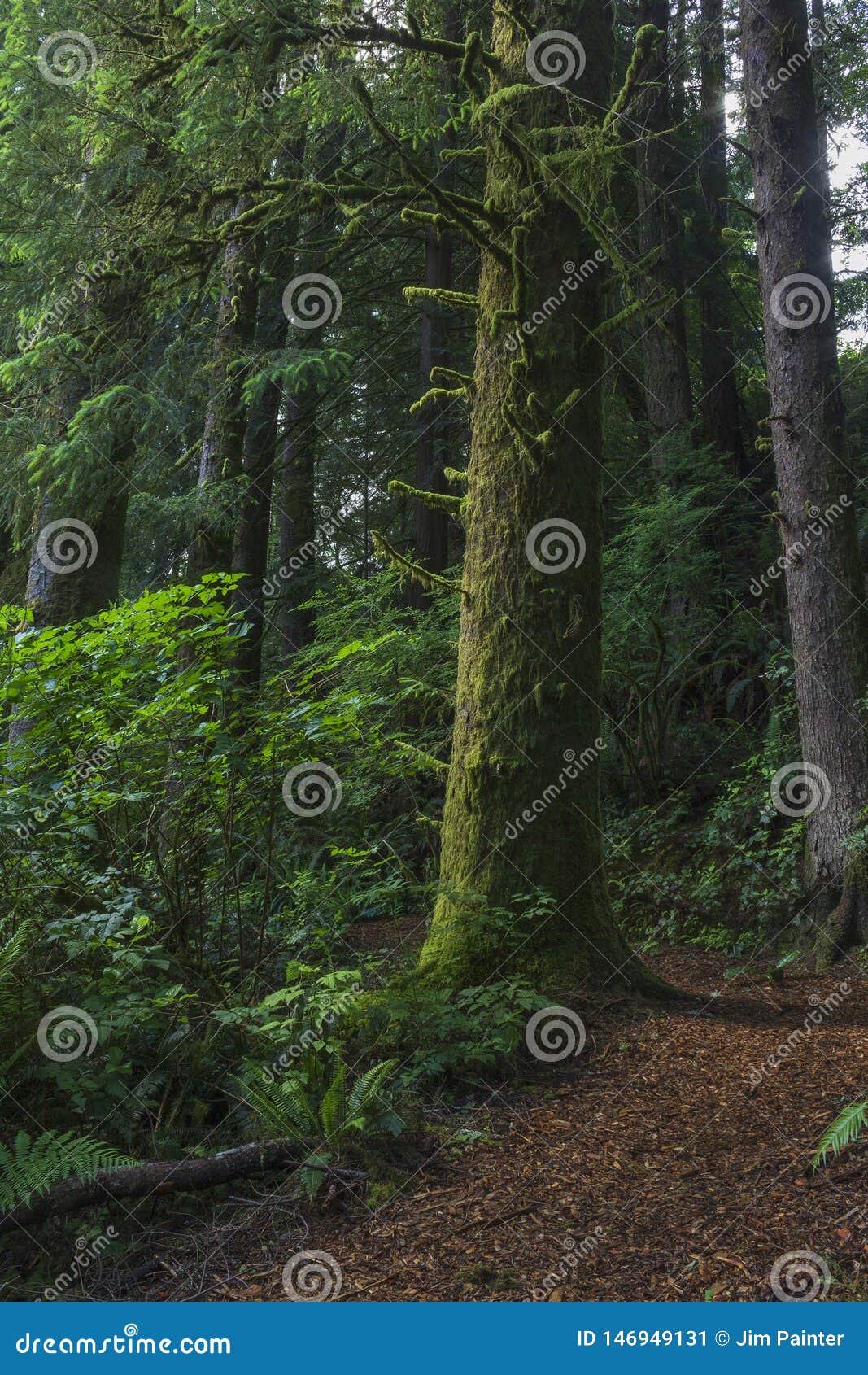Moss-Covered Tree stock image. Image of color, landscape - 146949131