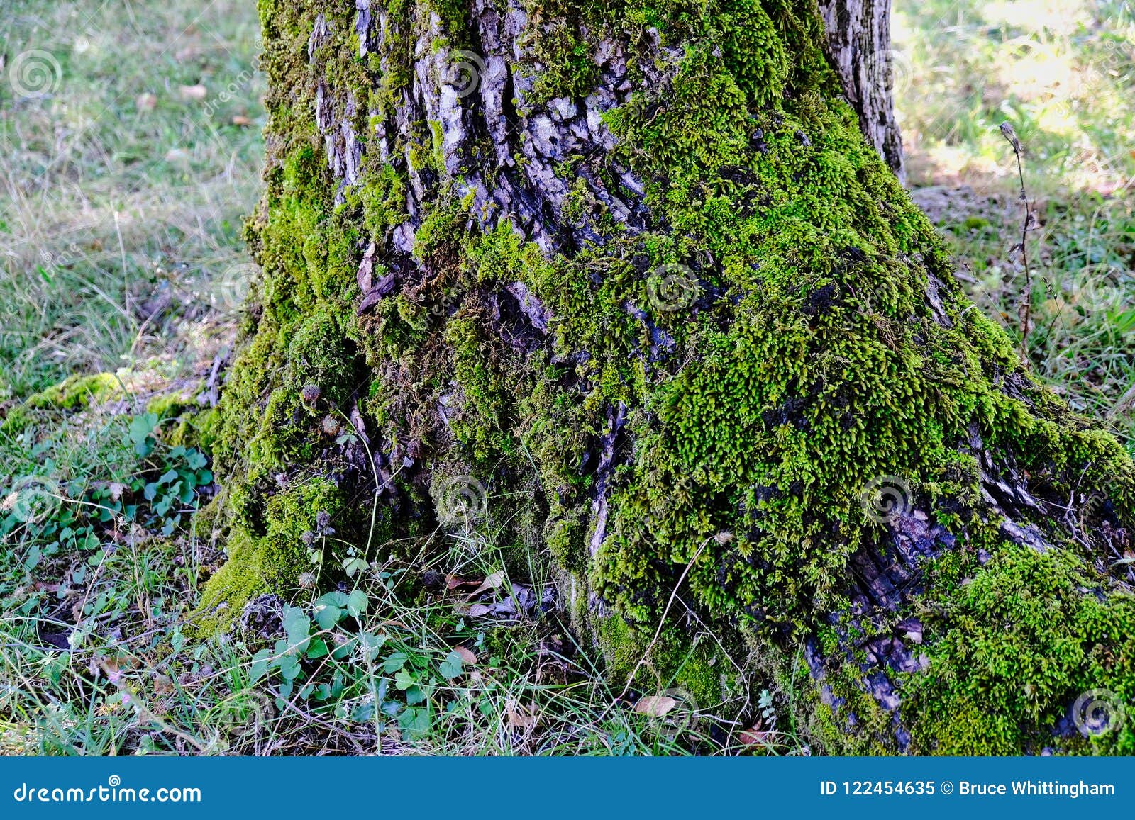 Moss Covered Tree, Deeply Textured Trunk Stock Image - Image of gnarled ...