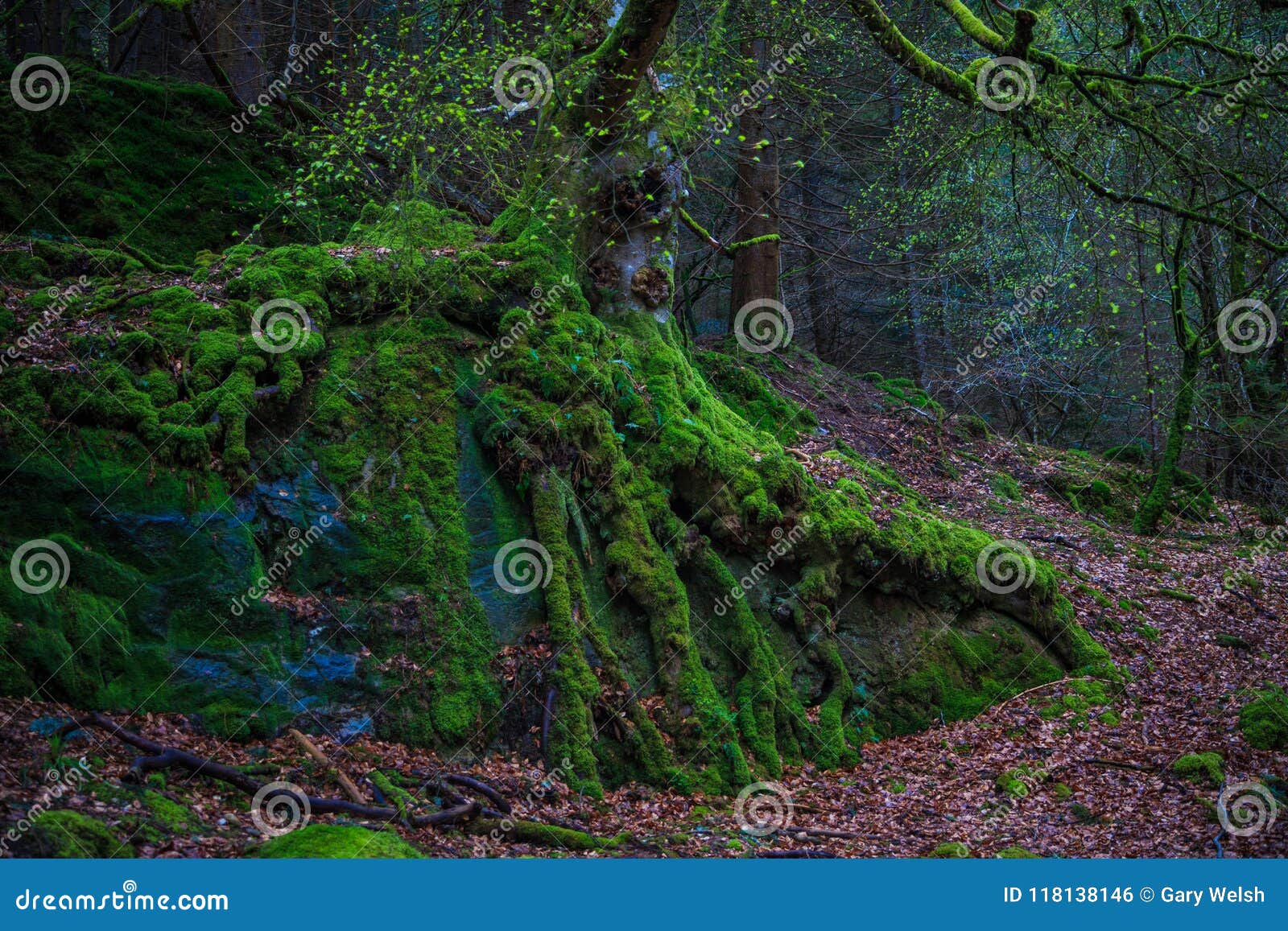 Moss Covered Tree in a Forest in Scotland Stock Photo - Image of cold ...