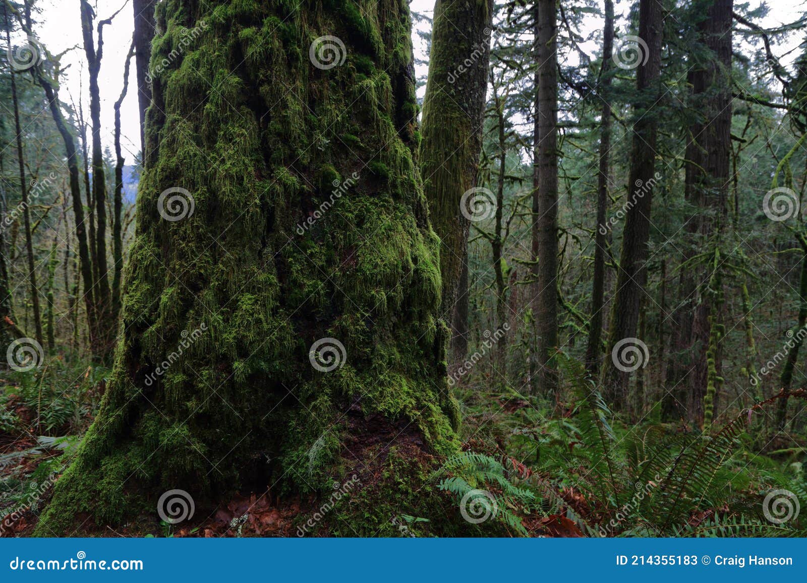 Moss Covered tree stock image. Image of green, habitat - 214355183