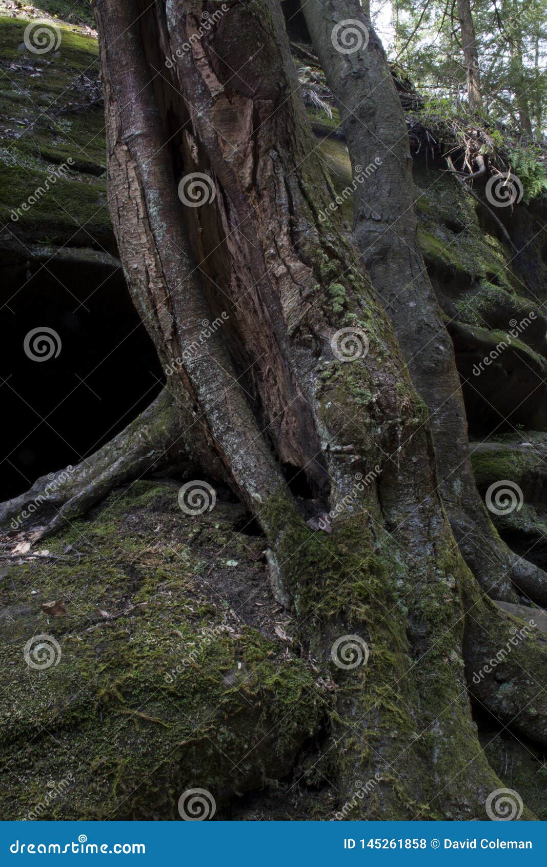 Moss Covered Tree in Old Man`s Cave Area Stock Photo - Image of hocking ...
