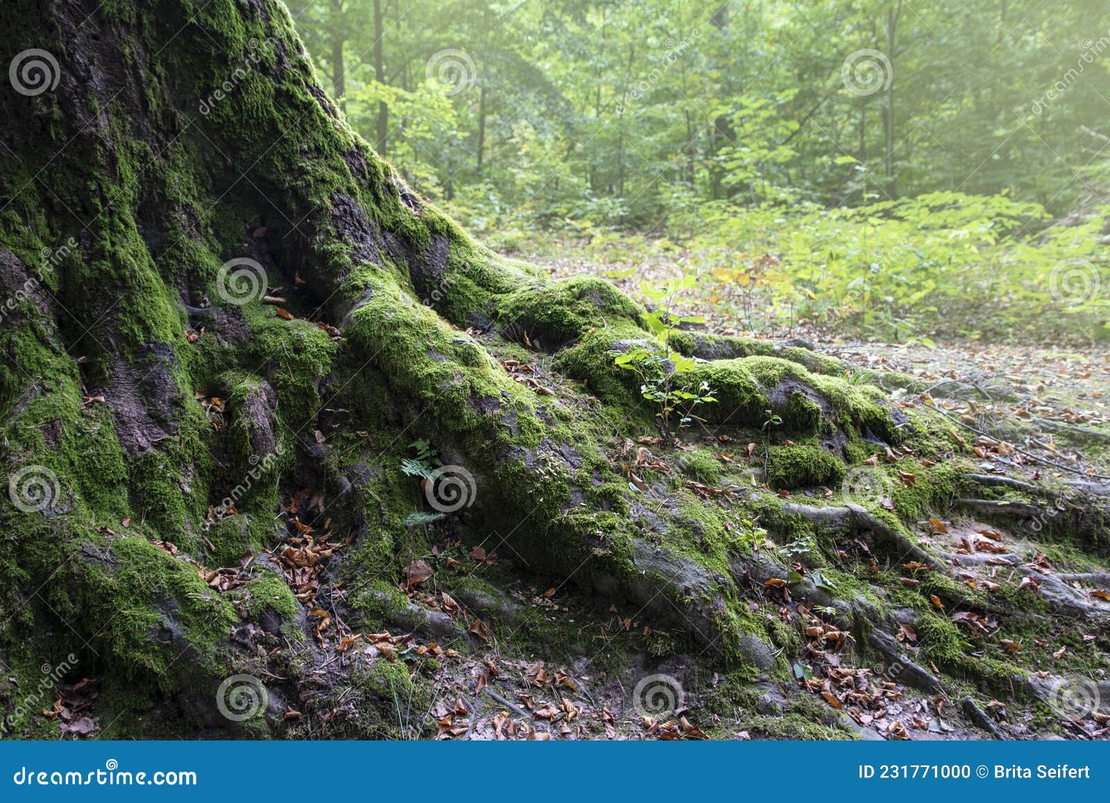 Moss-covered Tree Roots. Tree Roots in the Autumn Forest Stock Photo ...