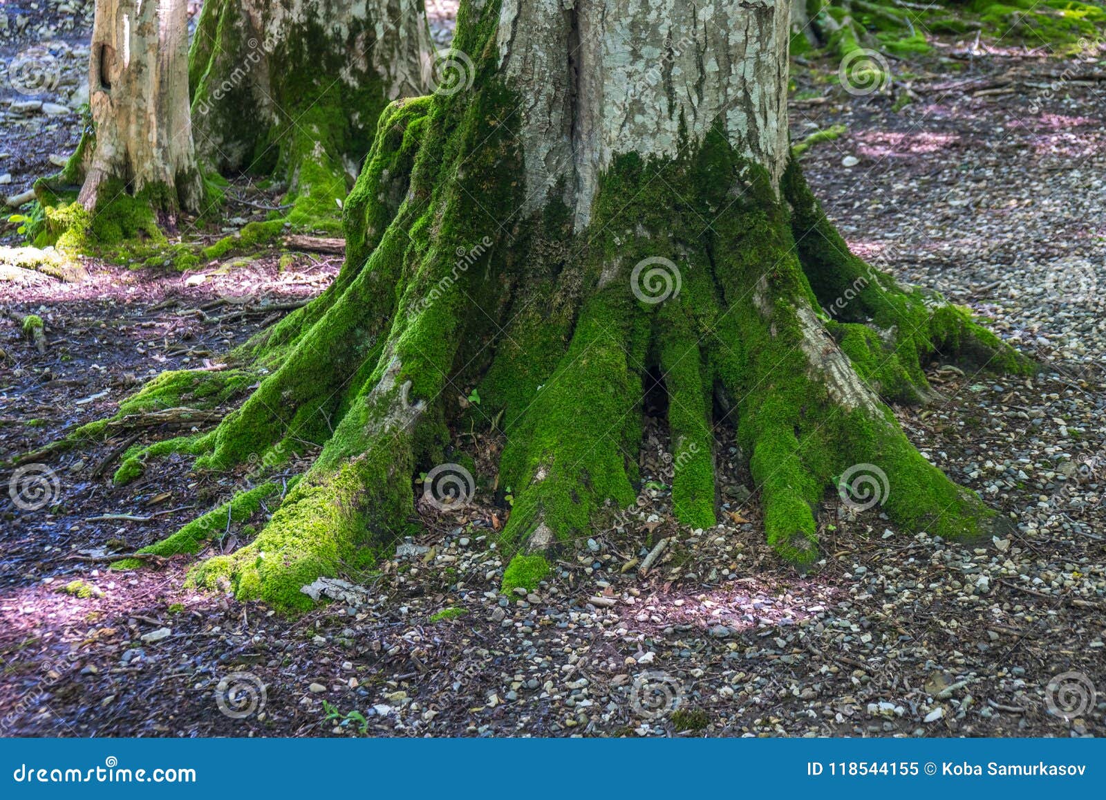 Moss Covered Tree Roots in the Forest, Okatse Stock Image - Image of ...