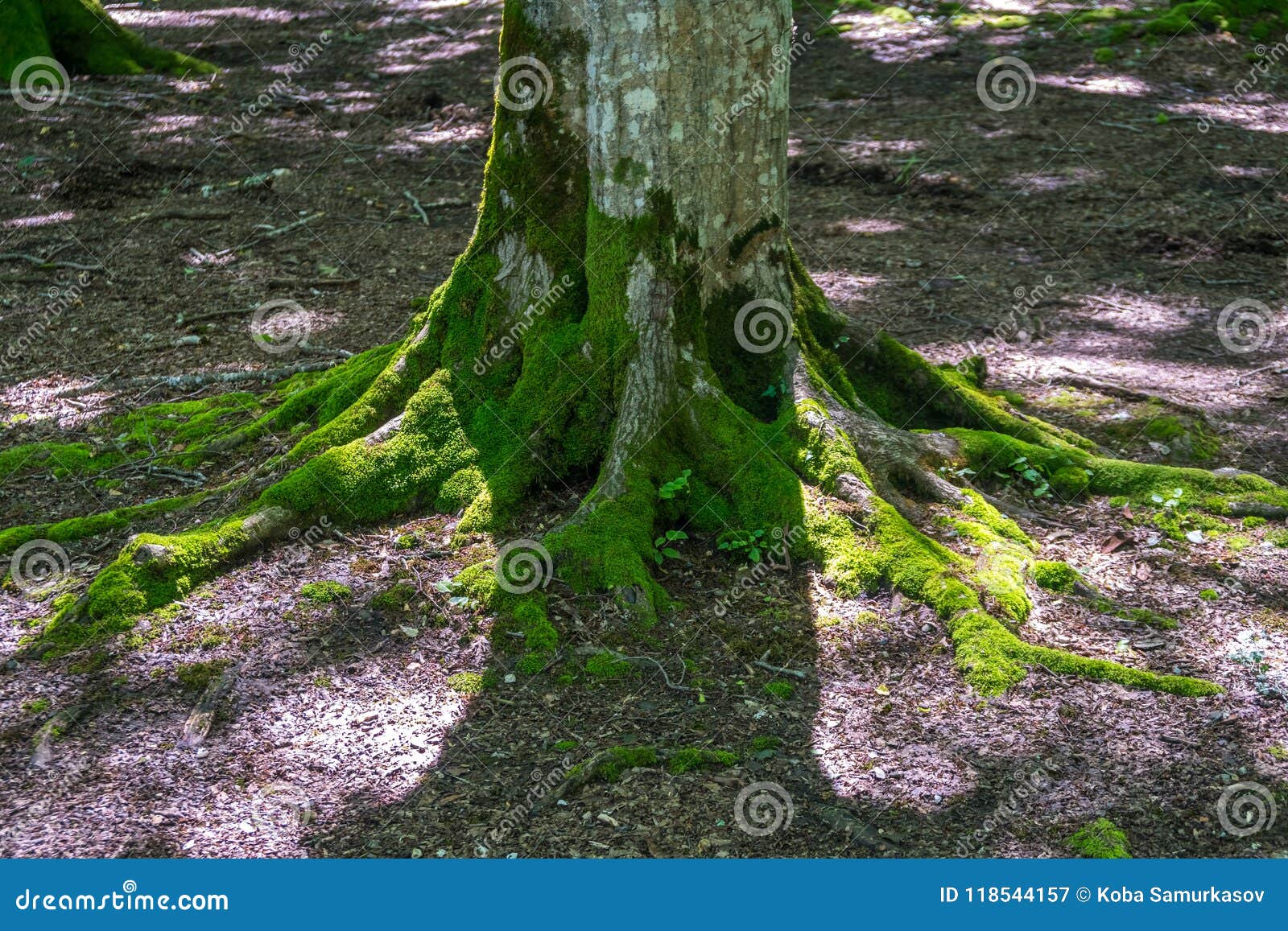 Moss Covered Tree Roots in the Forest, Okatse Stock Image - Image of ...