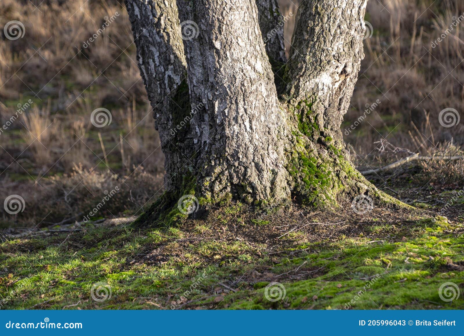 Moss-covered Tree Roots. Tree Roots in the Winter Forest Stock Image ...