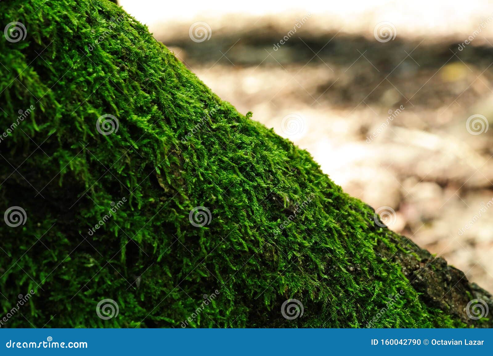 Moss Covered Tree Trunk Base Close Up Against Bright Sun Light in the ...