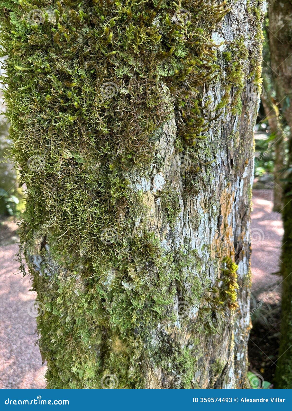 Moss covered tree trunk stock image. Image of organic - 359574493