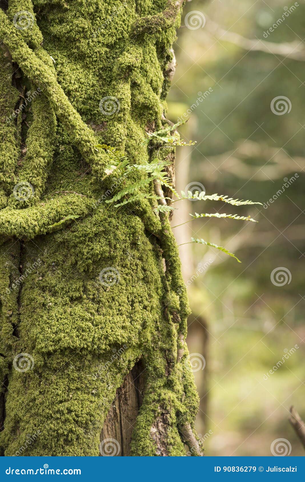 Moss covered tree trunk stock image. Image of covered - 90836279