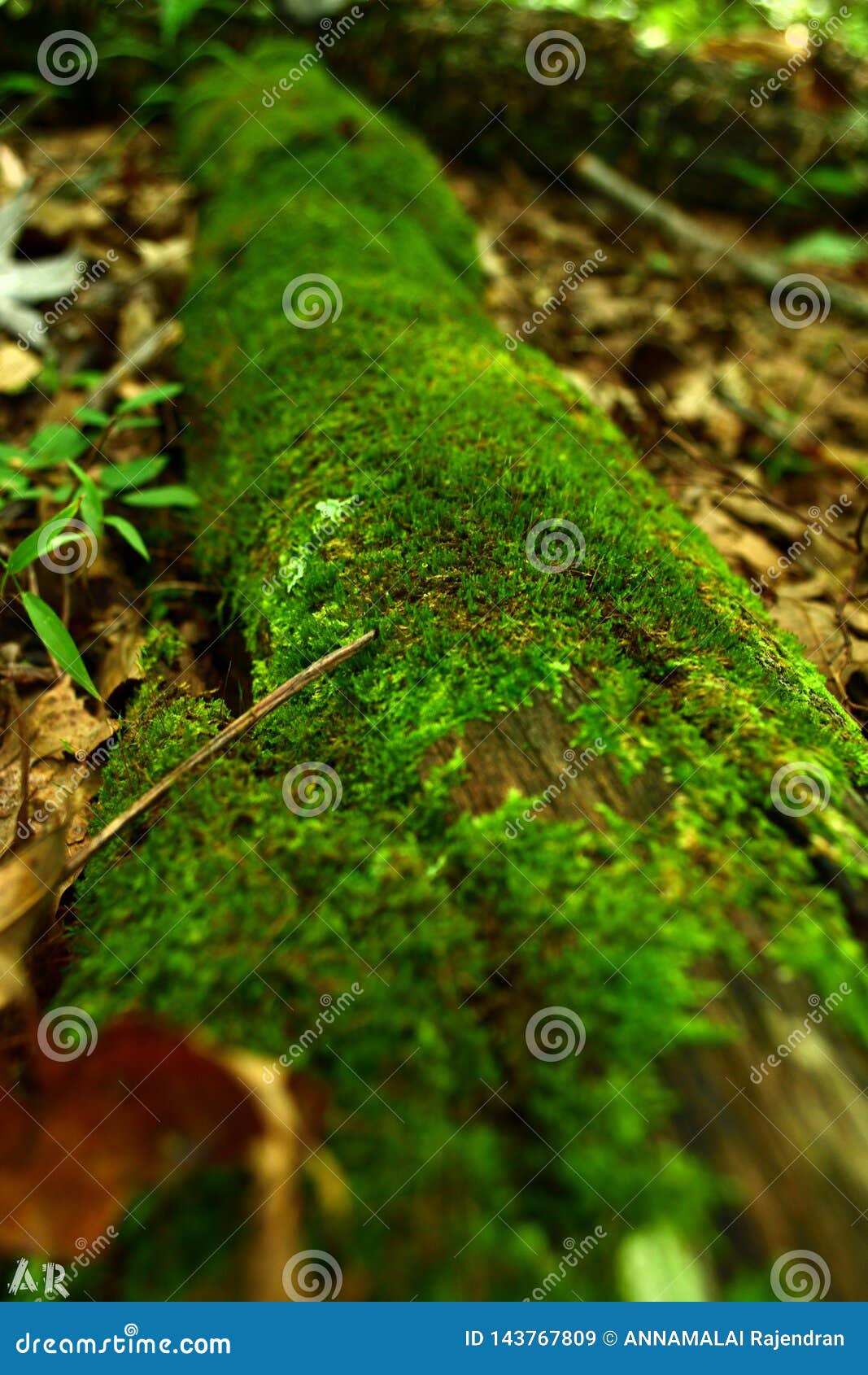 Moss covered tree trunk stock image. Image of isolated - 143767809