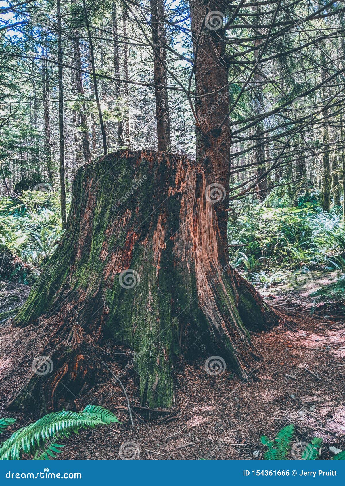 Moss Covered Tree Trunk in the Forests of the Pacific Northwest Stock ...