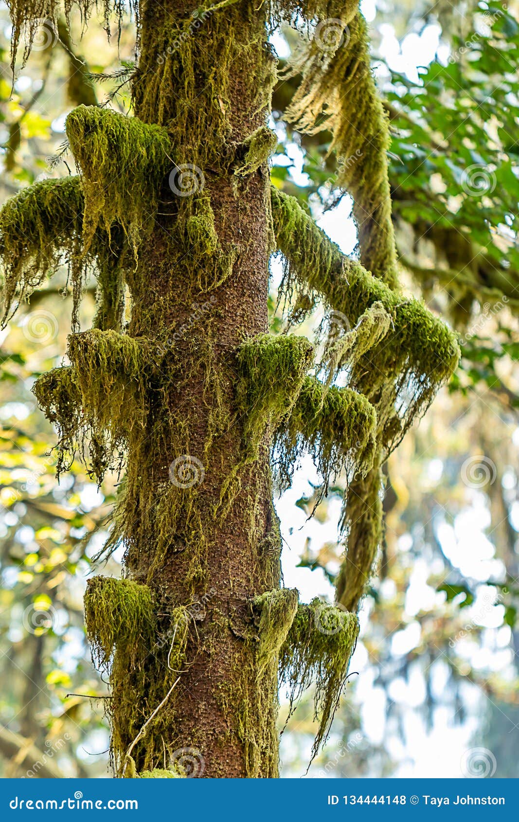 Moss Covered Tree Trunk in Hoh Rainforest Stock Photo - Image of light ...