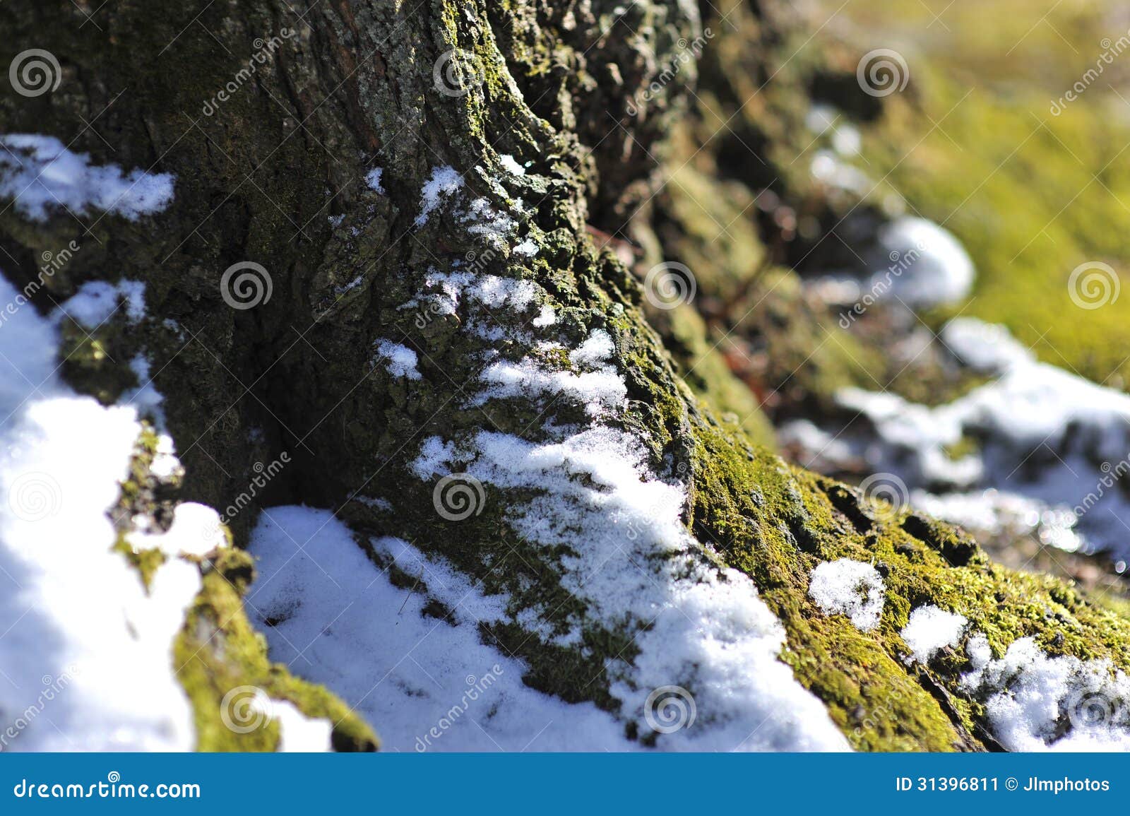 Moss Covered Tree Trunk and Late Spring Snowfall Stock Image - Image of ...