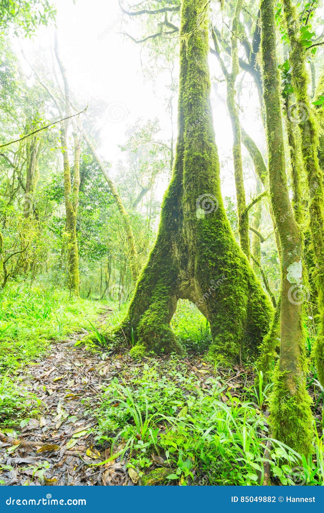 Moss covered Tree Trunk stock photo. Image of falls, south - 85049882