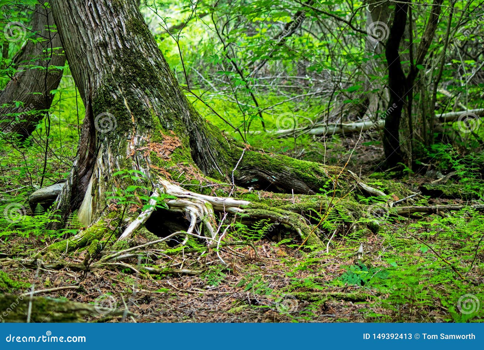 Moss Covered Tree Trunk and Roots Stock Image - Image of covered, late ...