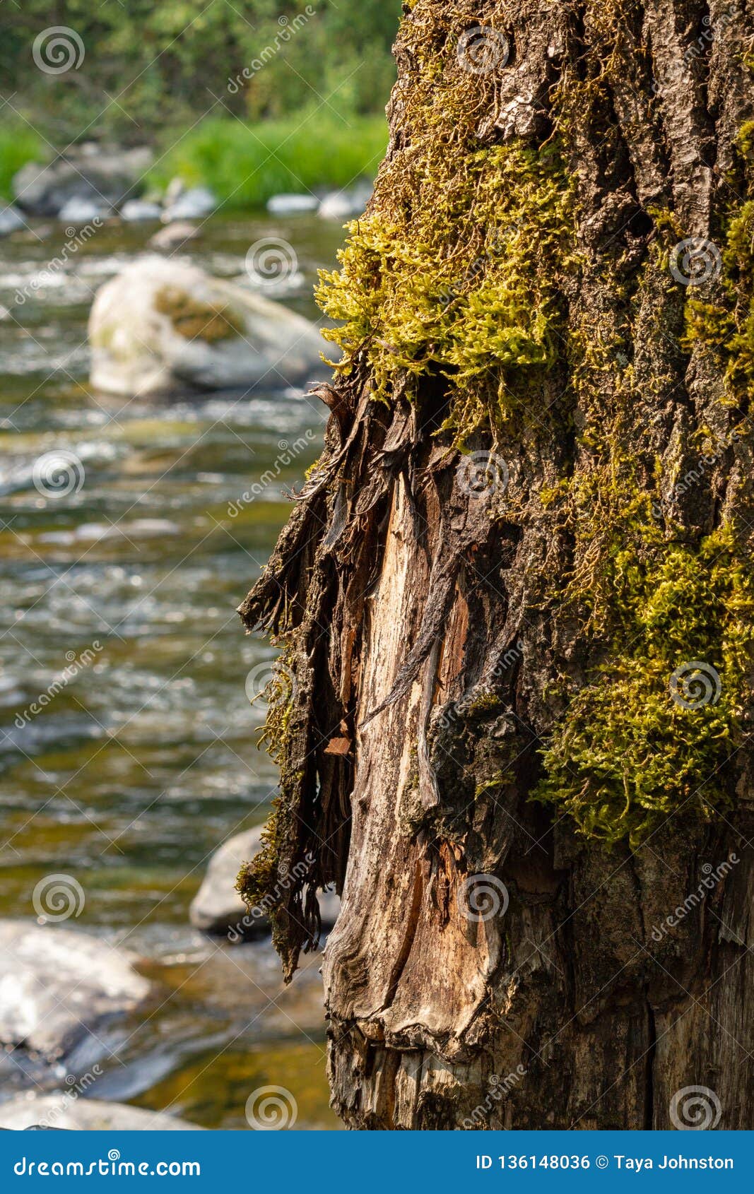 Moss Covered Tree Trunk Stands in Front of Green River Water in Stock ...