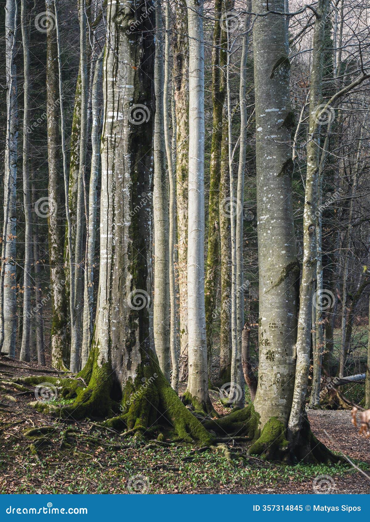 Moss-covered Tree Trunks in a Dense Forest Stock Image - Image of ...