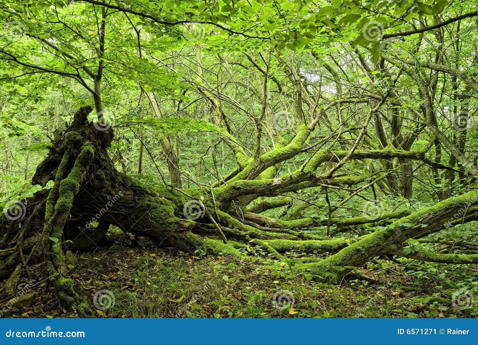 Moss Covered Trees in Forest Stock Image - Image of countryside ...