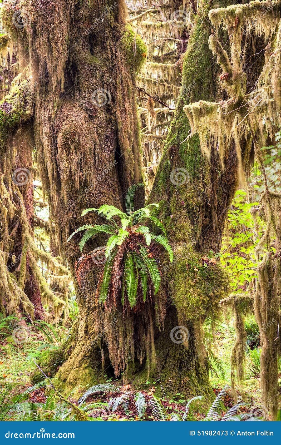 Moss stock image. Image of temperate, peninsula, northwest - 51982473