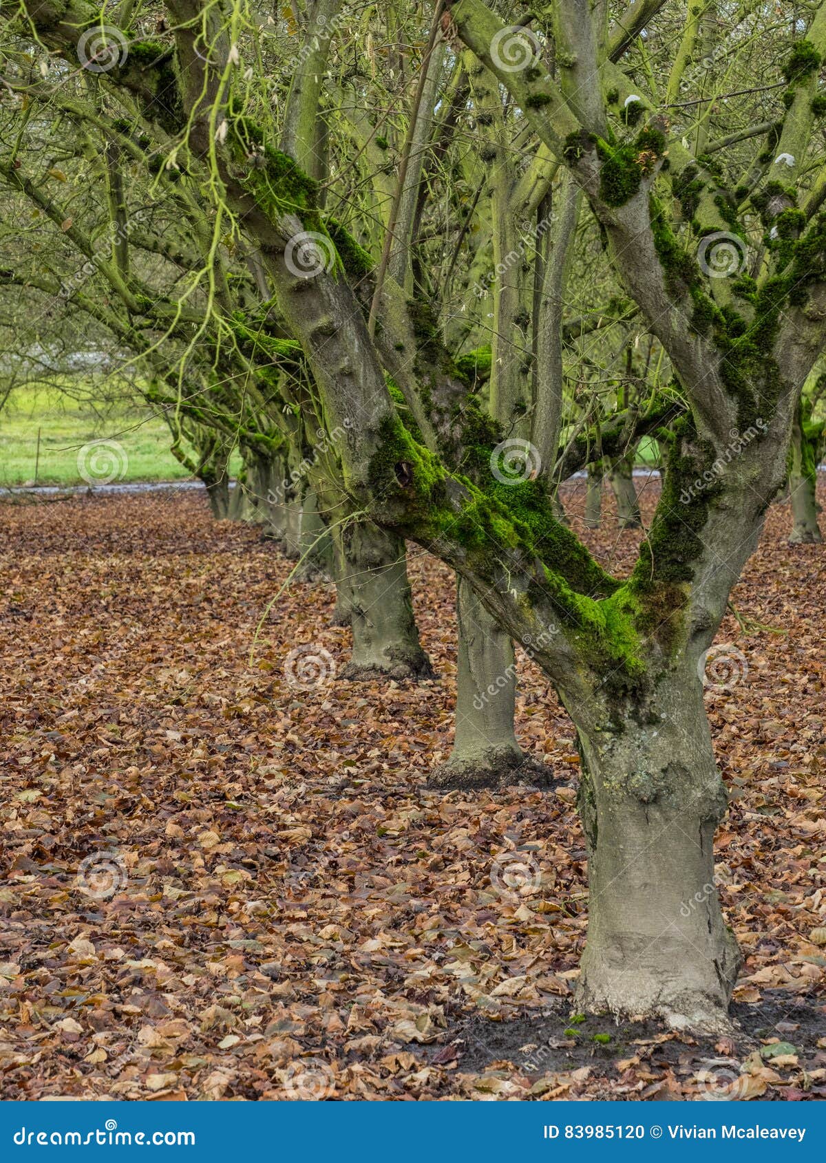 Moss Covered Trees in Orchard Stock Photo - Image of hazel, moss: 83985120