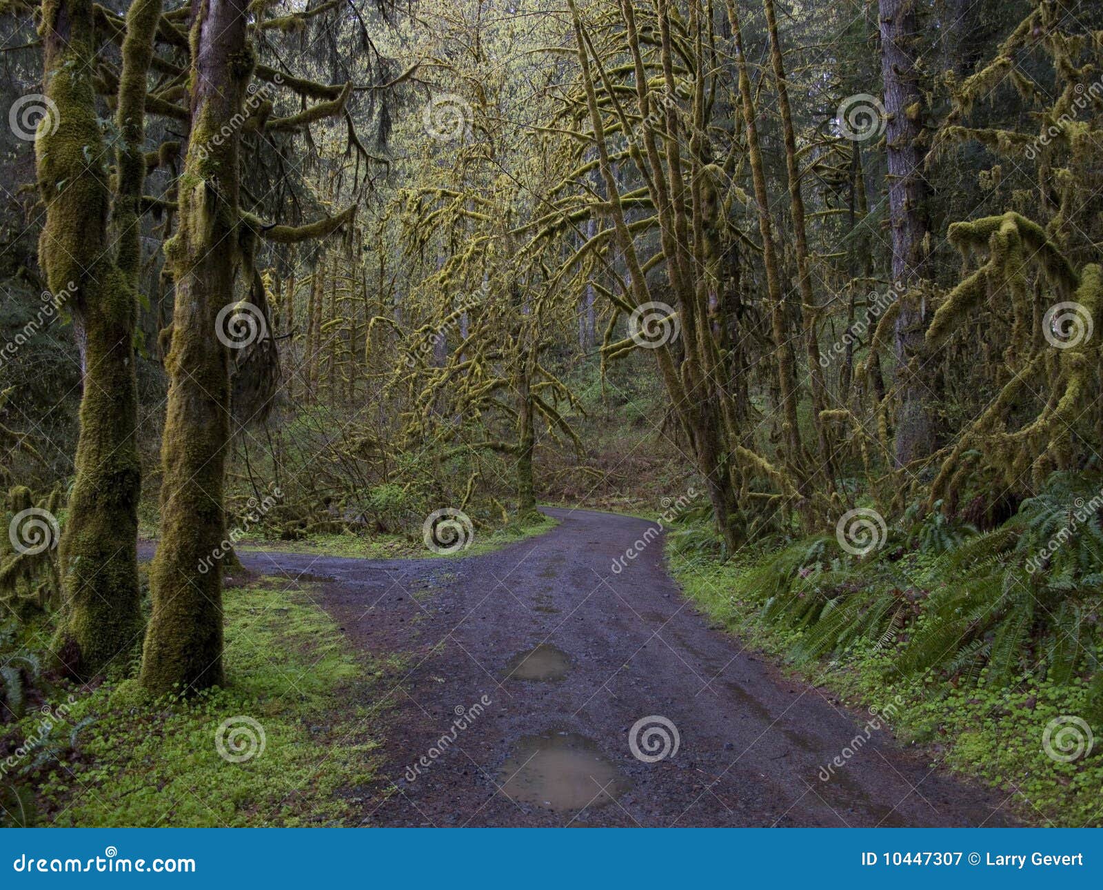 Moss Covered Trees in Oregon Stock Image - Image of puddle, oregon ...