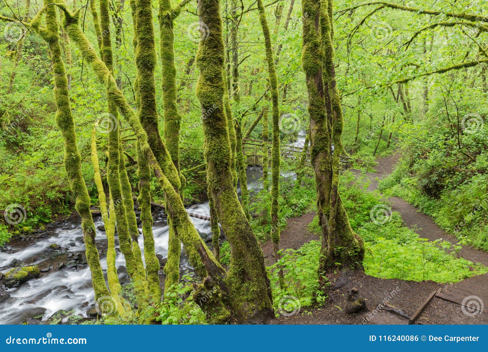 Moss-covered Trees in an Oregon Rainforest Stock Photo - Image of ...