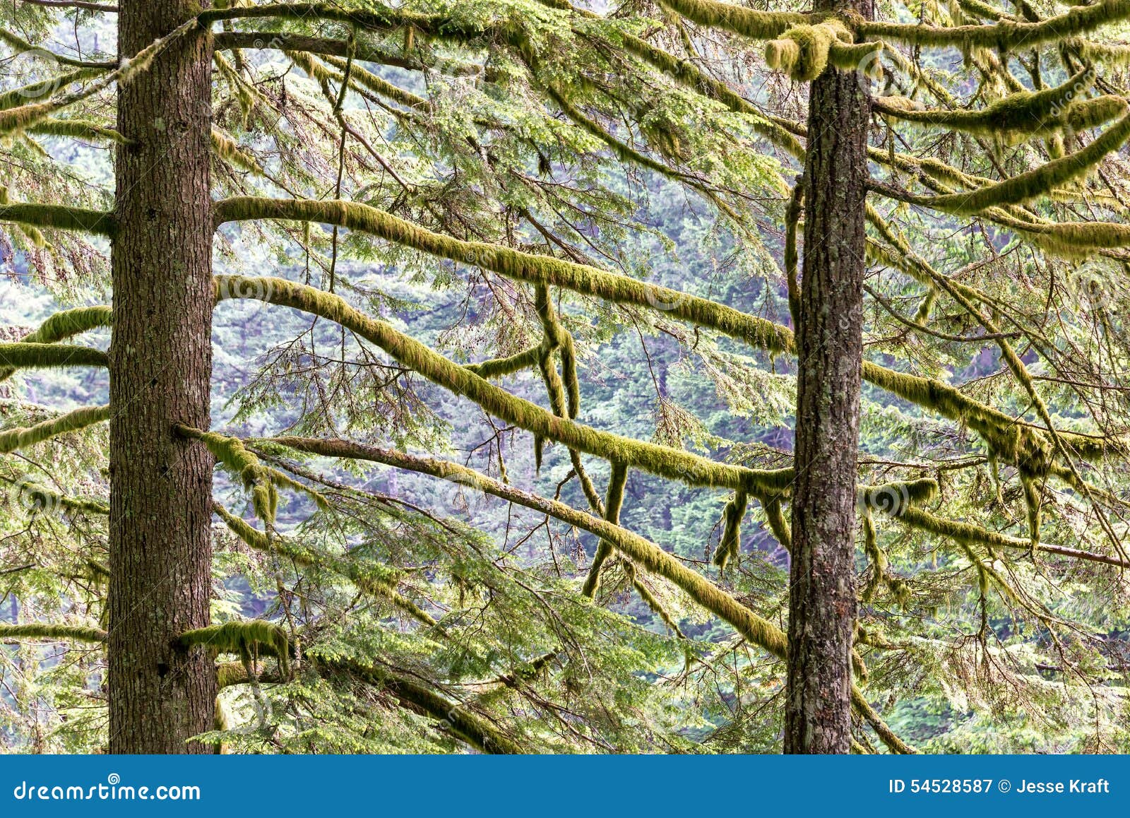 Tall Moss (known As Dawsonia Longifolia) Seen Along The Trekking Path ...