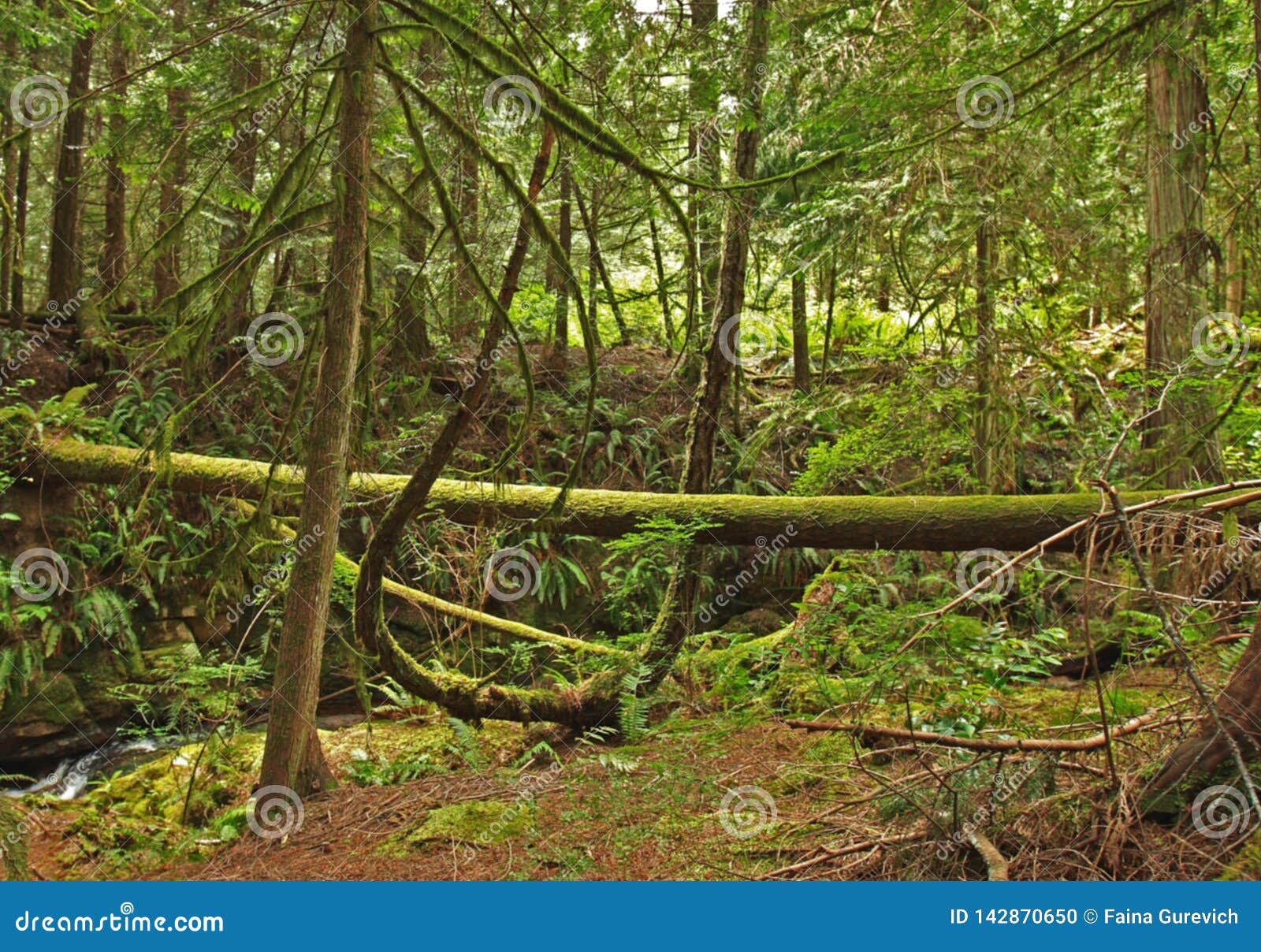 Moss Covered Trees in the Temperate Rainforest. Stock Photo - Image of ...