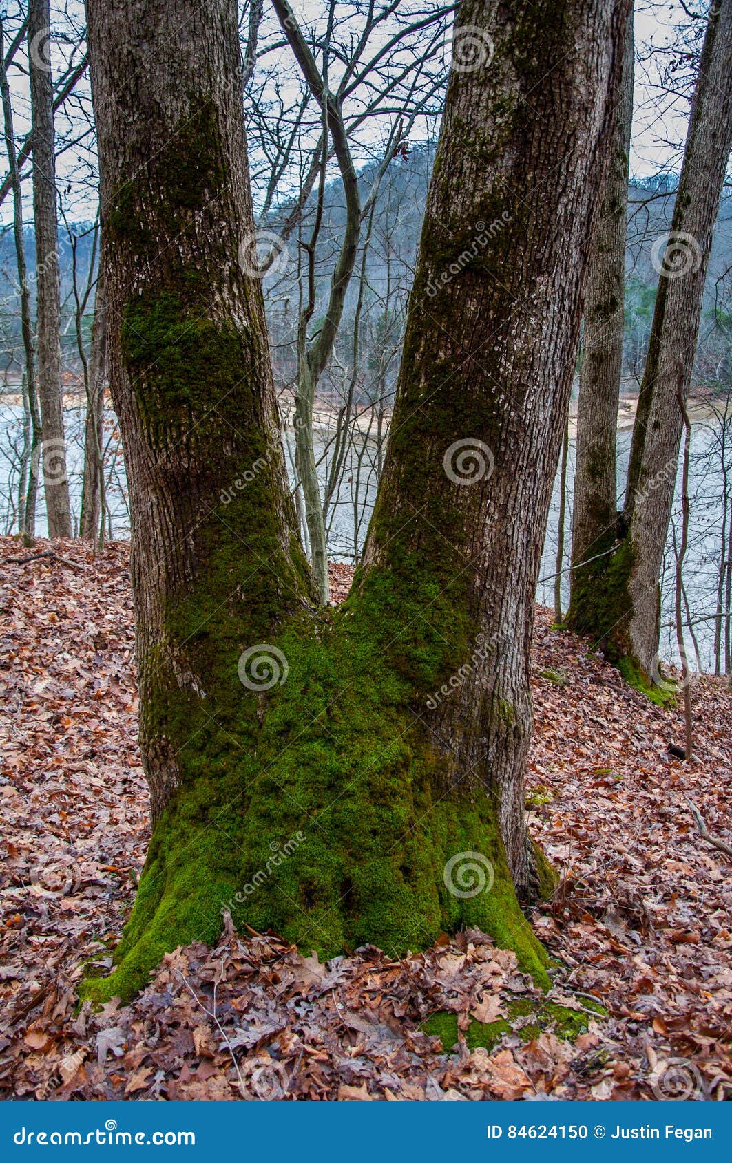 Moss Covered V-shaped Tree in the Forest Stock Photo - Image of brown ...