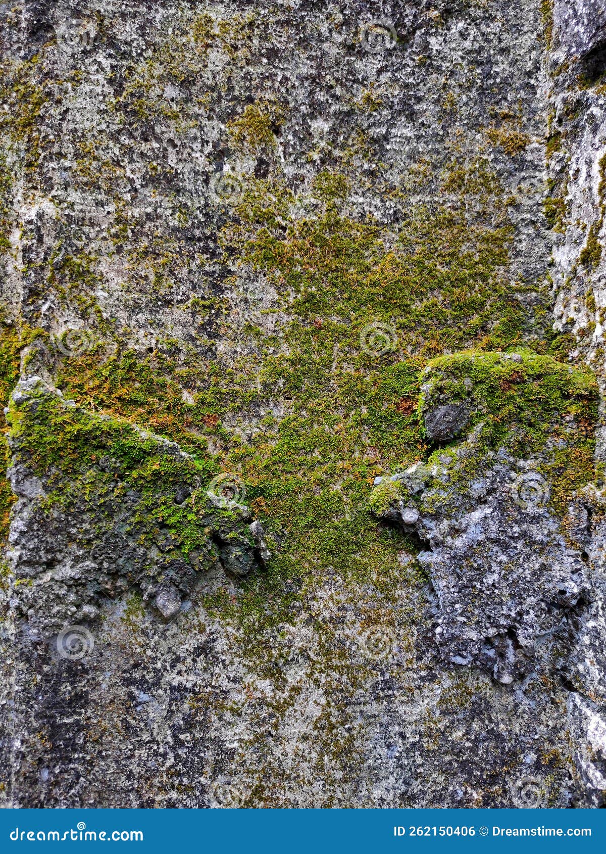 Moss covered walls stock photo. Image of nature, plant - 262150406
