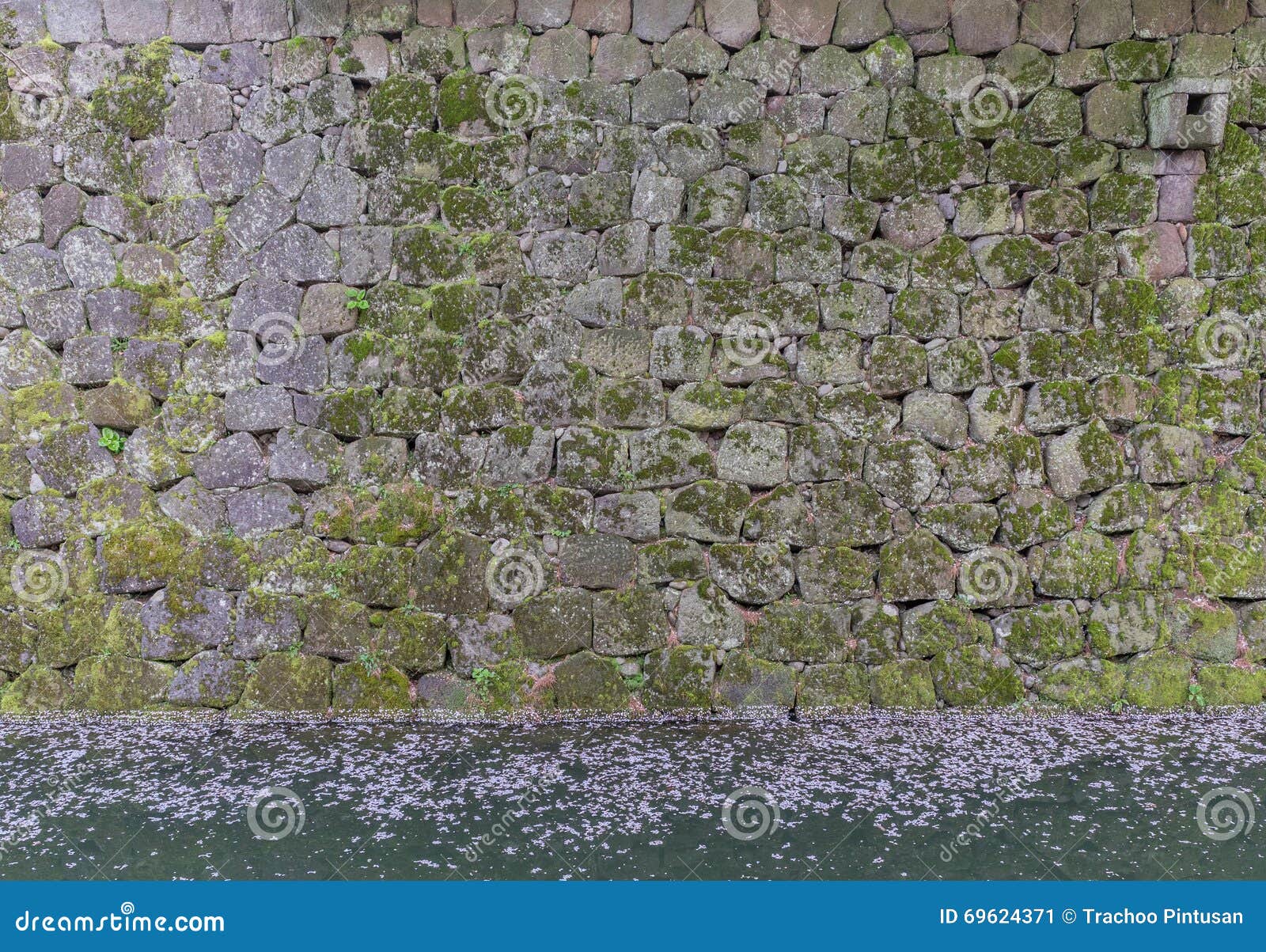 The Moss On The Walls Drip With Moisture For Background, Texture ...