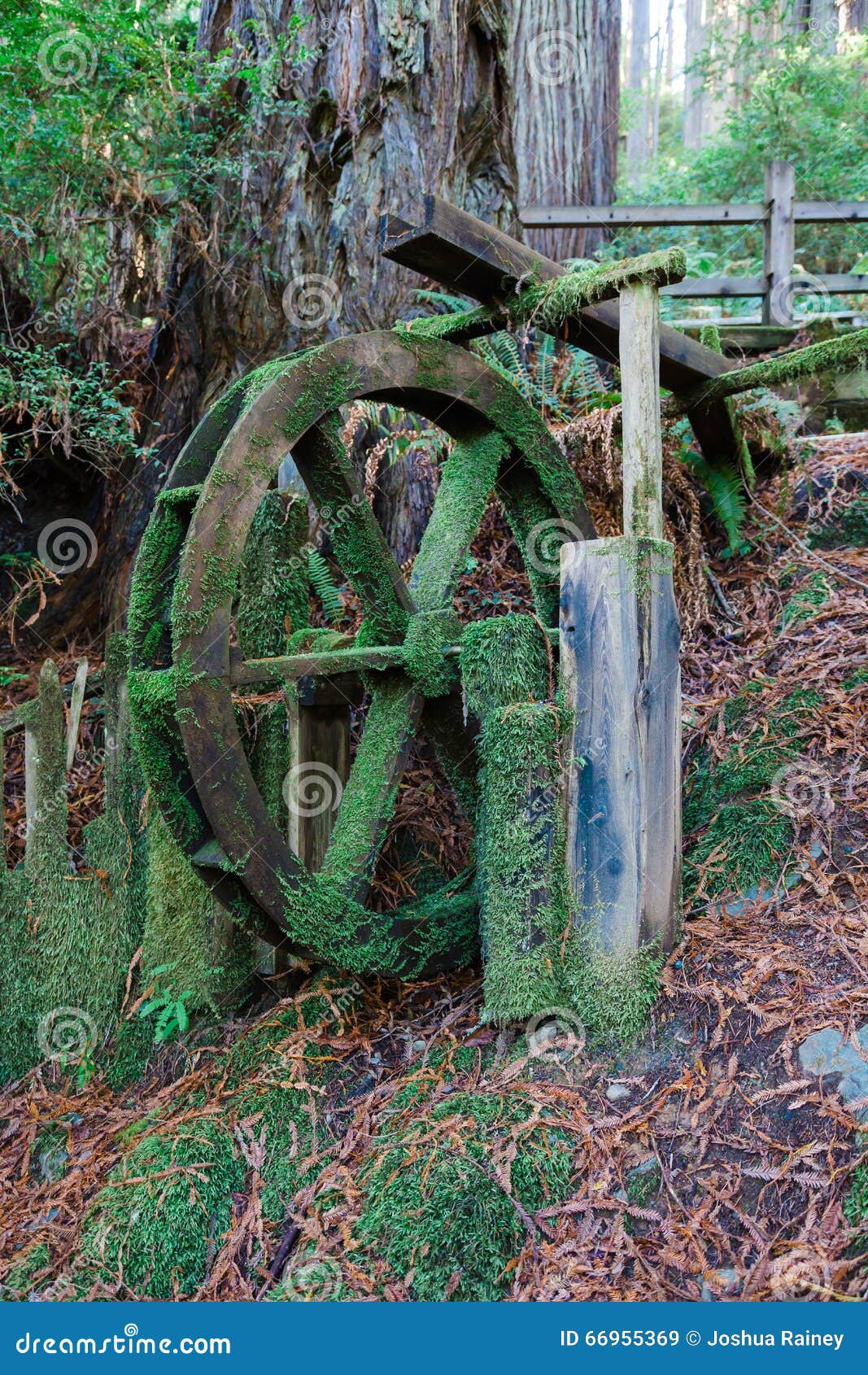 Moss Covered Water Wheel in Forest Stock Image - Image of scenic ...