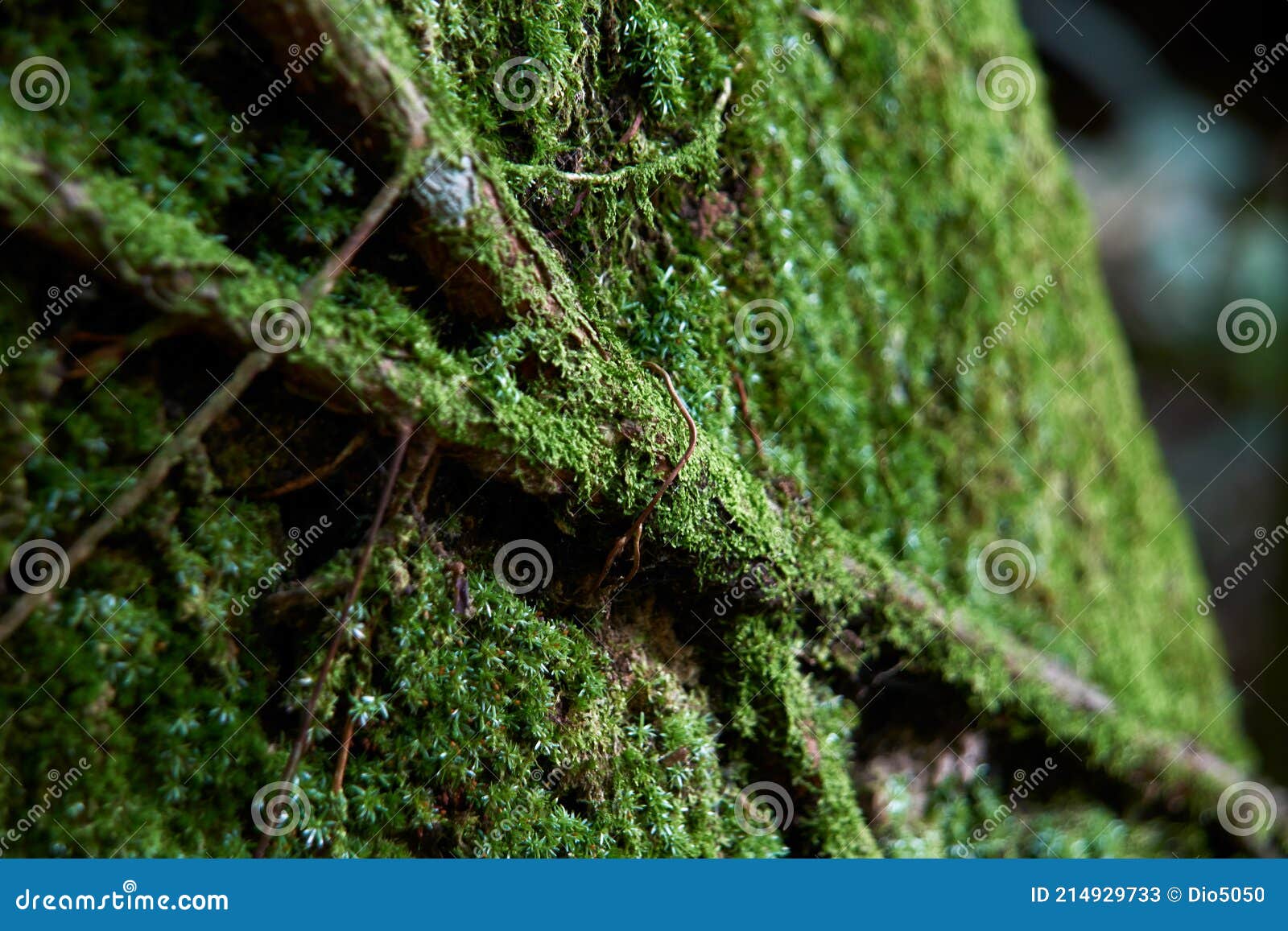 Moss Covering Stem and Tree Root Stock Image - Image of detail, green ...
