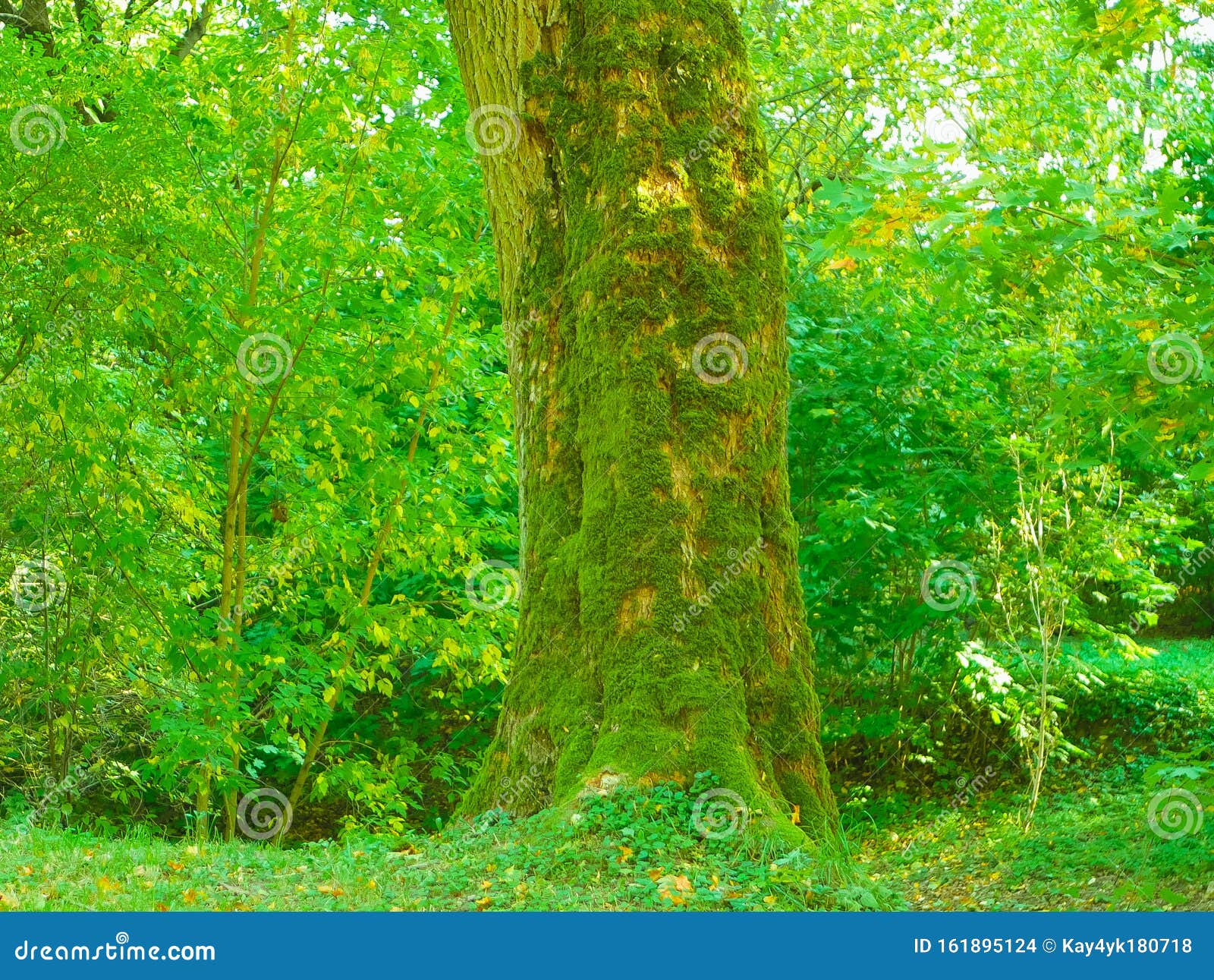 Moss Covering Tree. Deep Forest with a Centered Tree Trunk Covered with ...