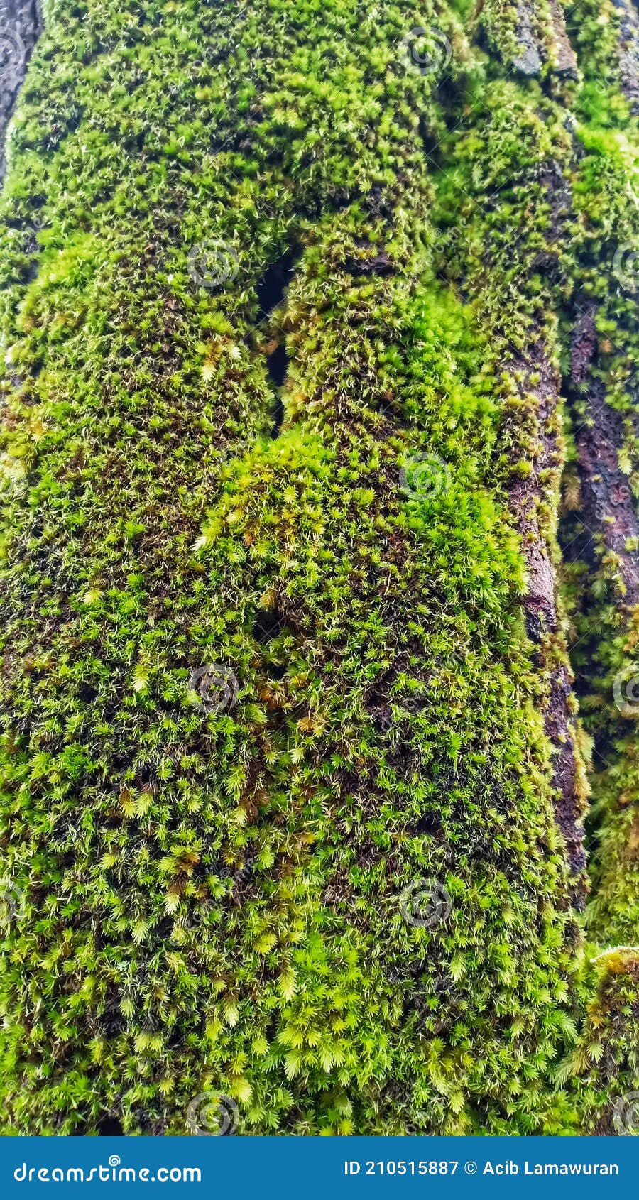 The Moss Covering the Tree Trunks Stock Image - Image of beautiful ...