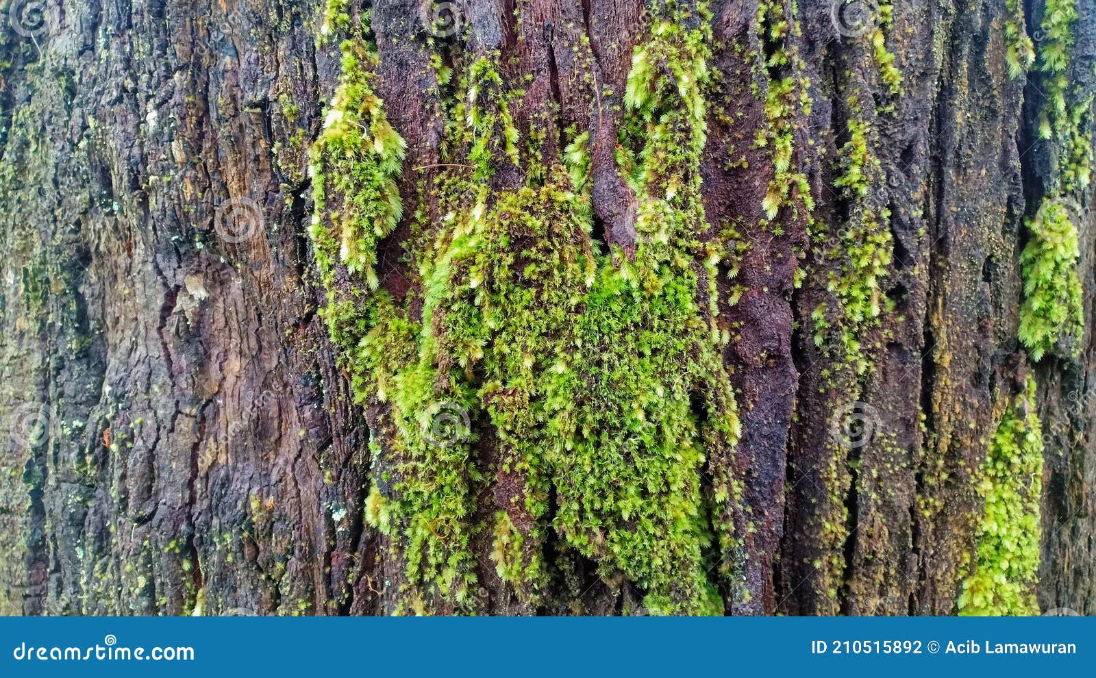 The Moss Covering the Tree Trunks Stock Photo - Image of flores, common ...
