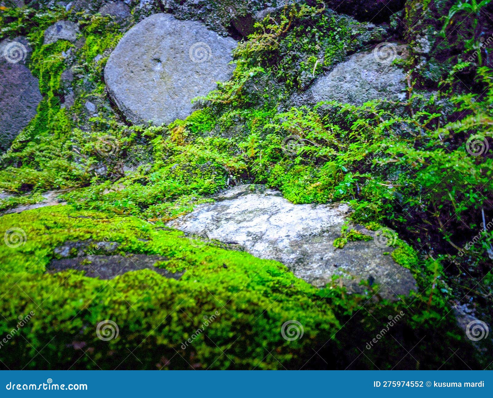 The Moss that Covers the Rock Makes a Natural Feel Stock Photo - Image ...