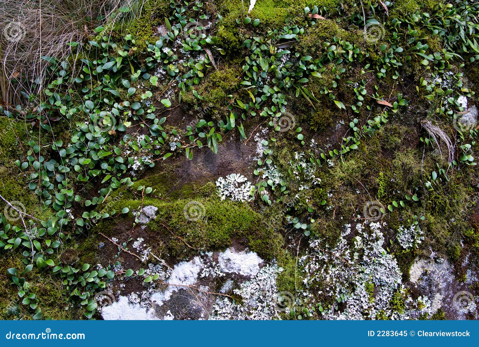 Moss and creeper stock image. Image of rock, rainforest - 2283645