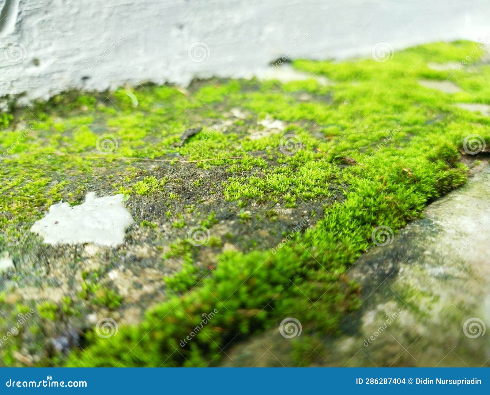 Moss in the Damp Area Around Our Yard Stock Photo - Image of moist ...
