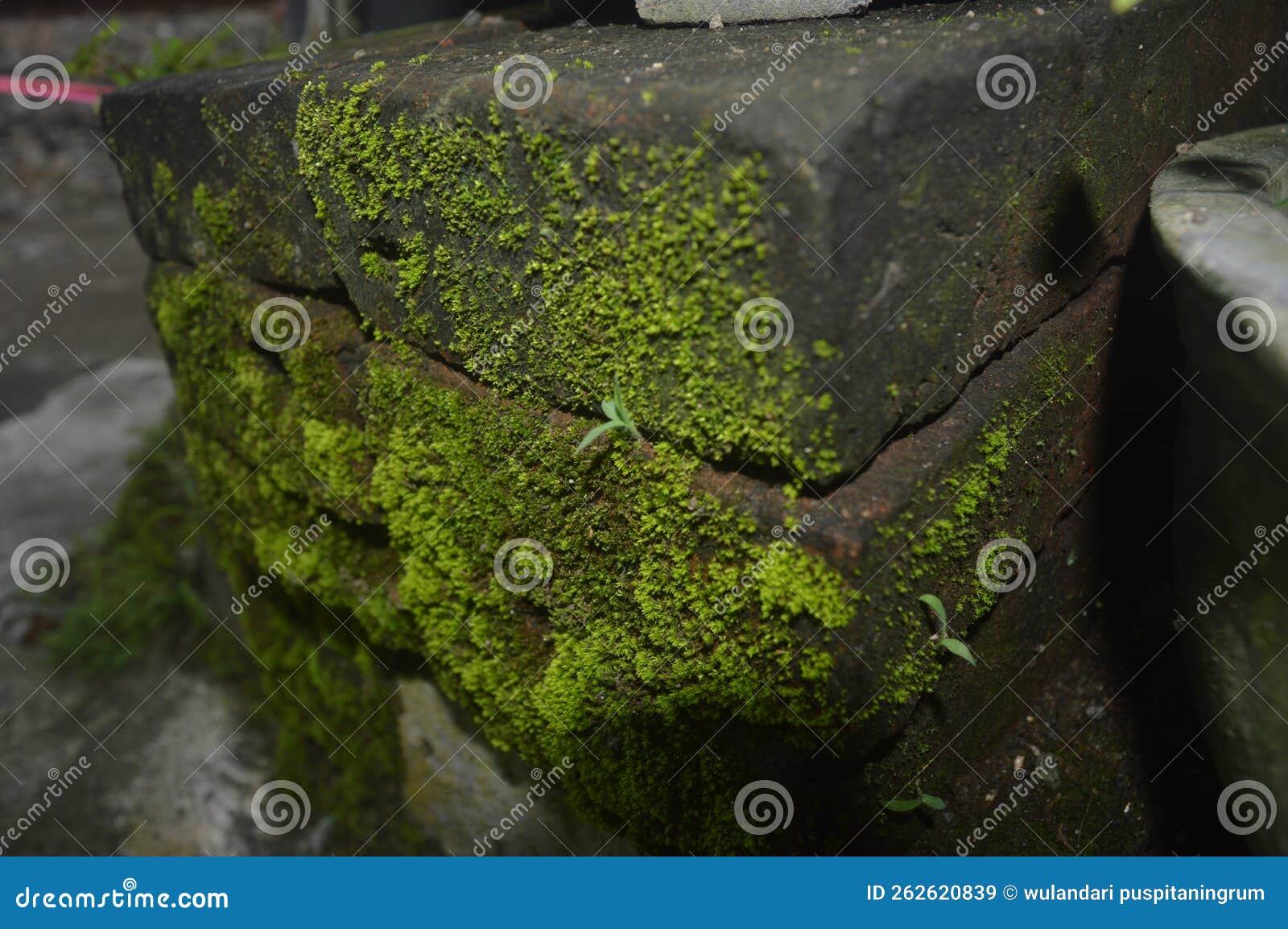 Moss on damp bricks stock image. Image of tree, garden - 262620839