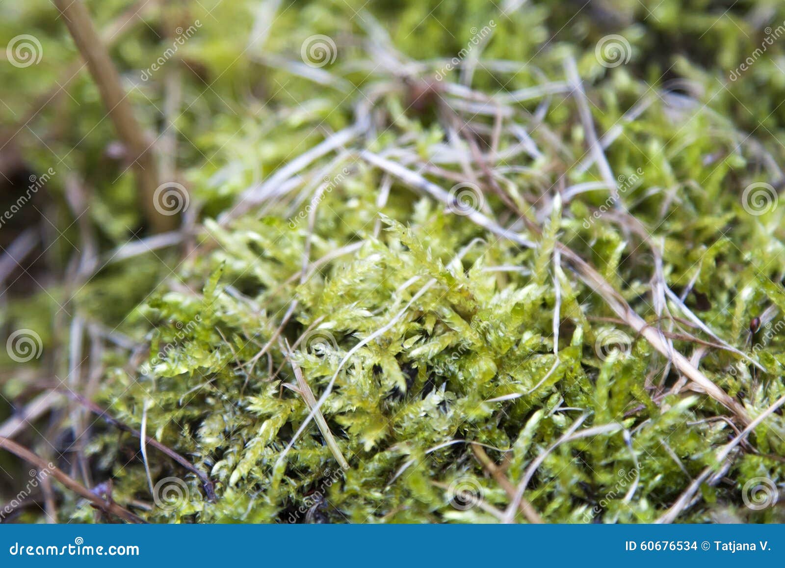Moss stock photo. Image of damp, earth, moss, offshoots - 60676534