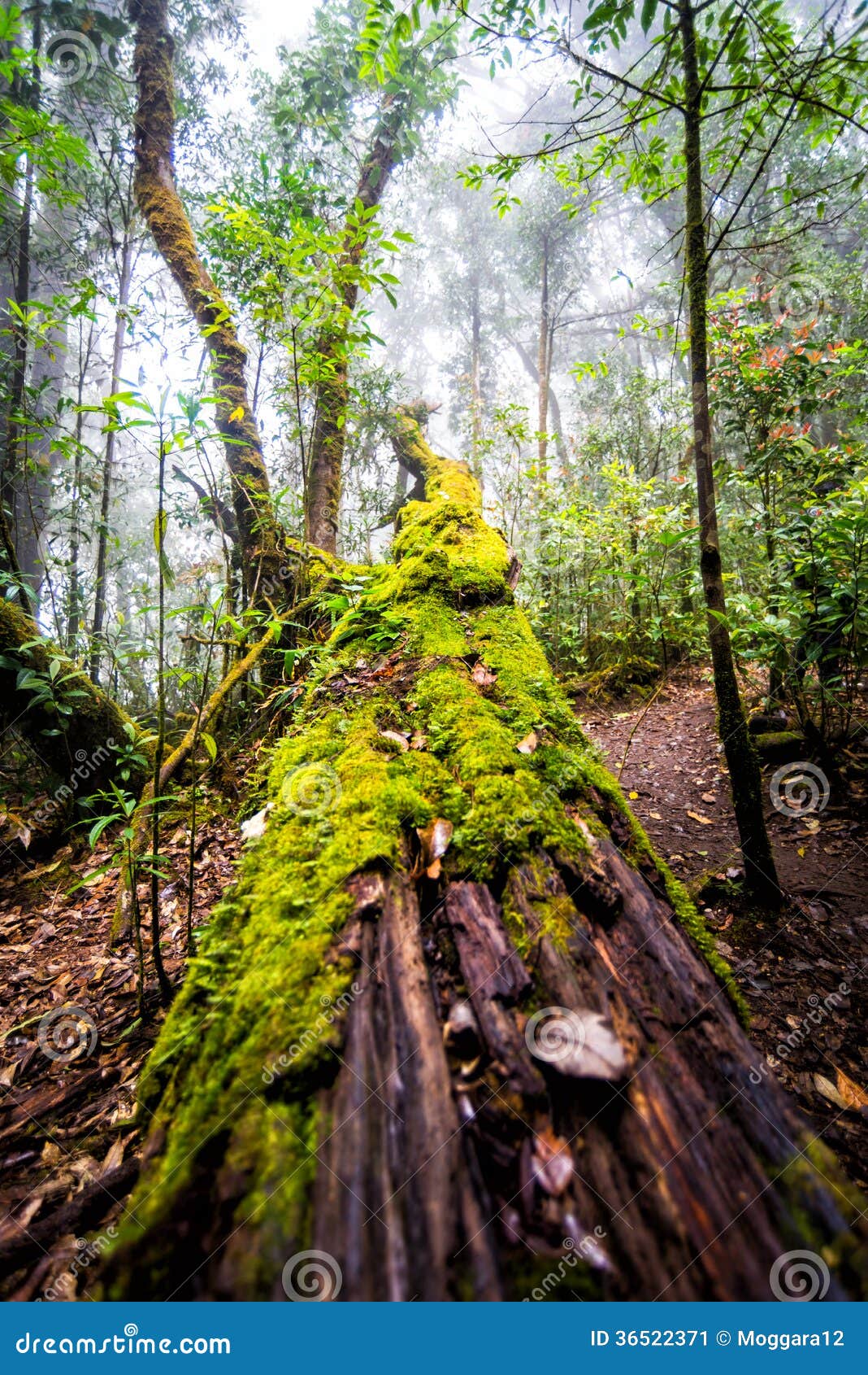 Moss on Dead Tree in Forest Stock Image - Image of land, nature: 36522371