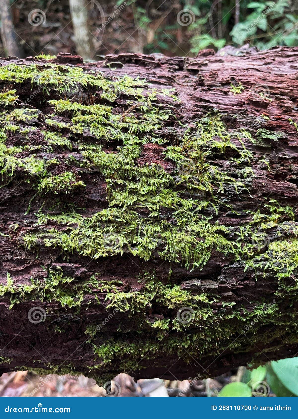 Moss stock photo. Image of texture, growth, death, wood - 288110700
