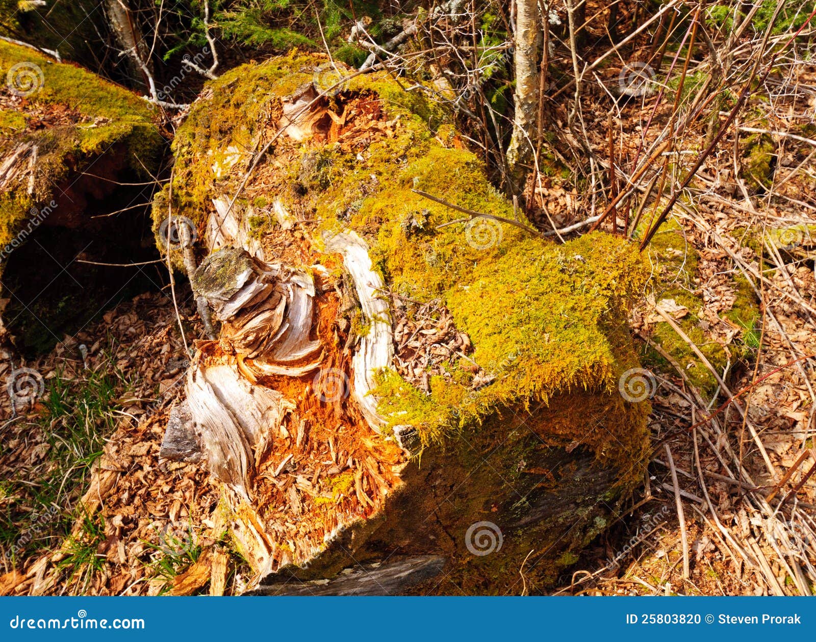 Moss on a decaying log stock photo. Image of forest, environment - 25803820