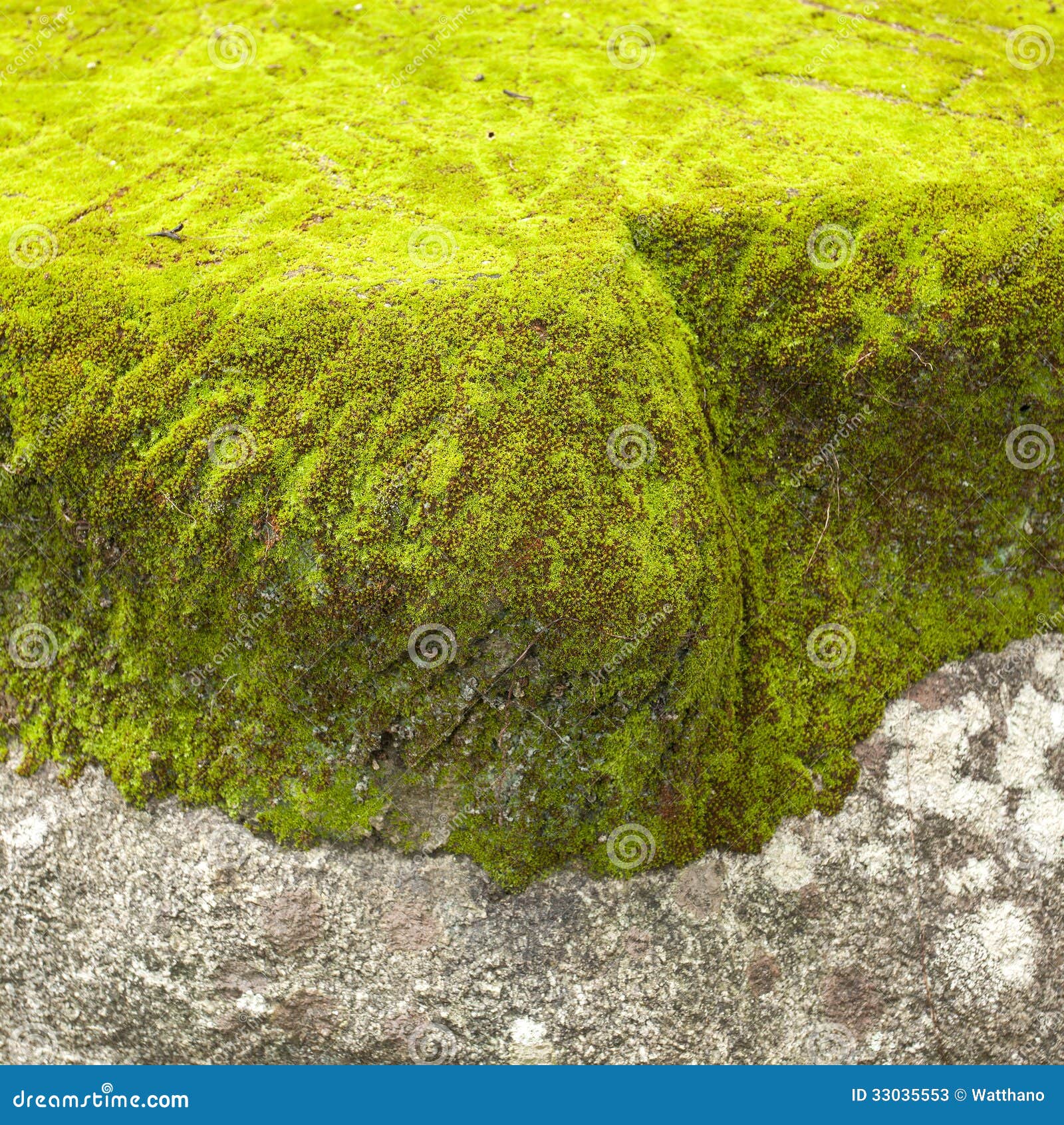 Moss in the Deep Forest, Thailand Stock Image - Image of fresh, outside ...