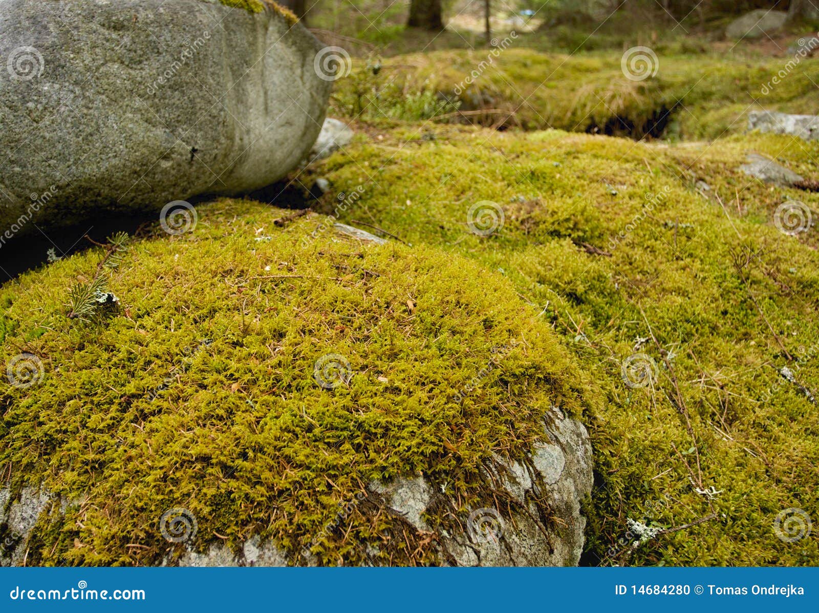 Moss detail stock photo. Image of season, spring, falling - 14684280